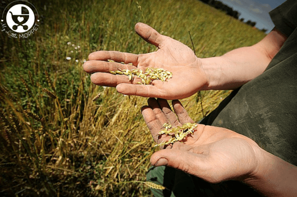 10 Reasons to go Organic Today: My story about going 100% Organic - My ...